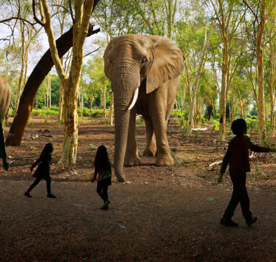 About Us | Electrosonic