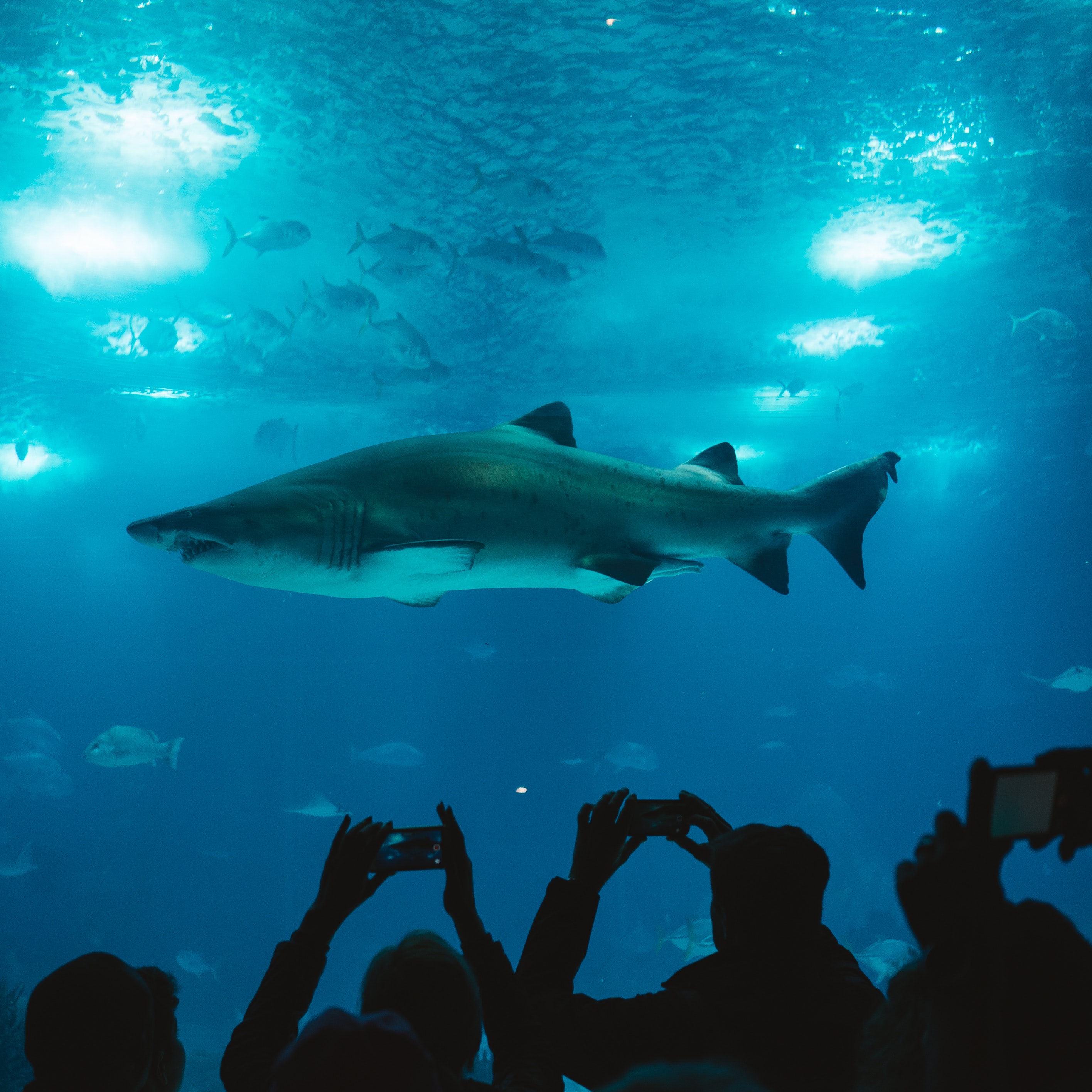 3 Ways AV Helps with Interactive Digital Aquariums & Zoos | Electrosonic